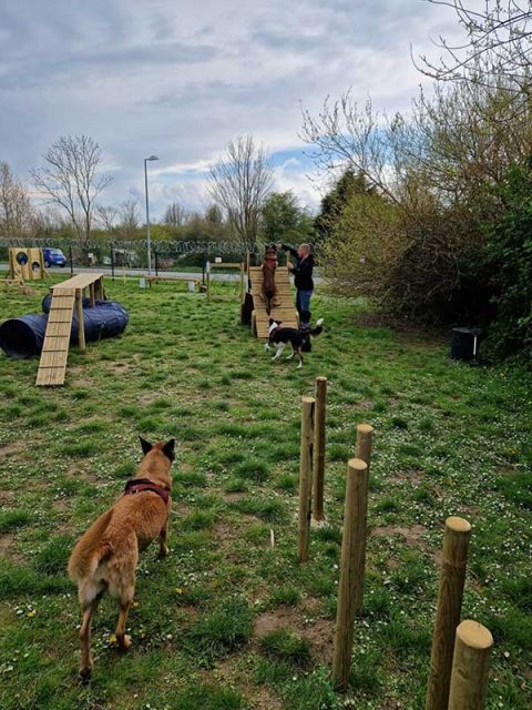 Caniland parc canin à Audruicq (62370)